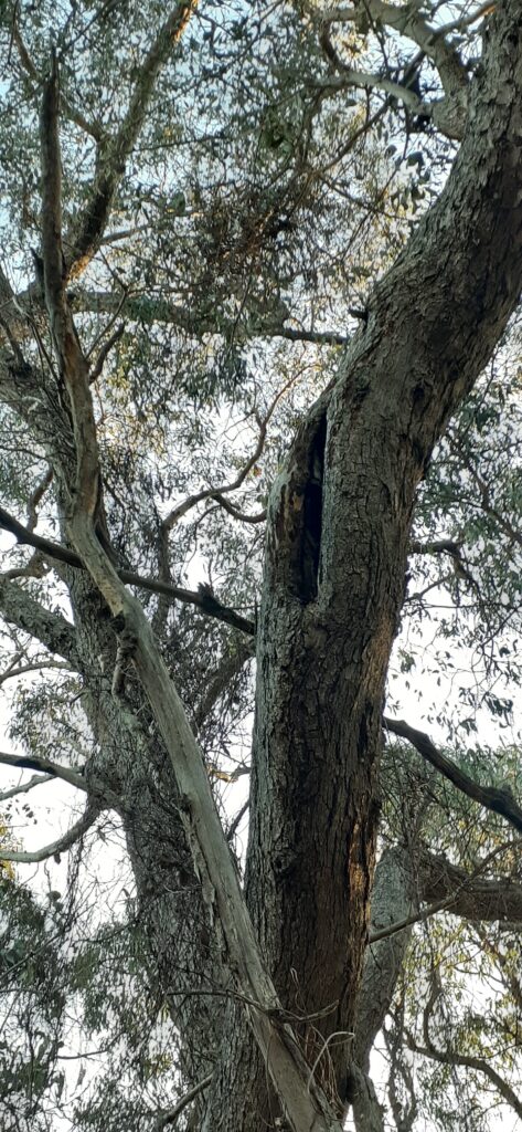 January/February 2024 newsletter – Localising Leanganook